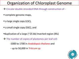 Chloroplast Transformation by Dr Swaati Sharma.pptx