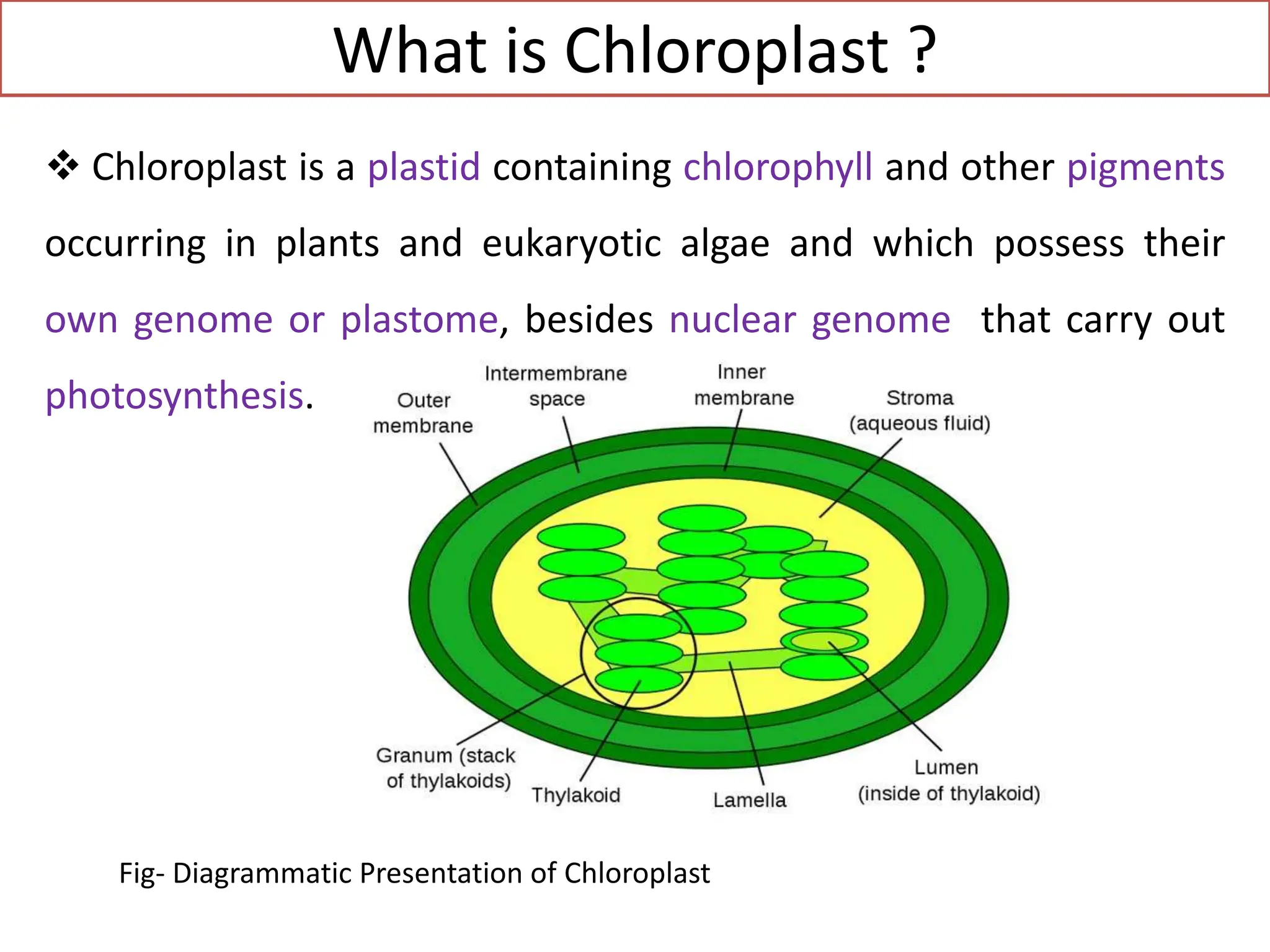 Chloroplast Transformation by Dr Swaati Sharma.pptx