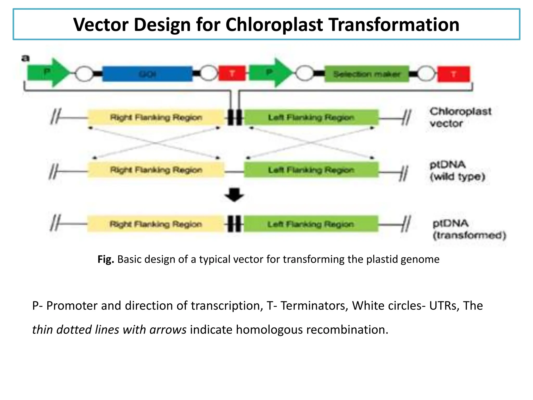 Chloroplast Transformation by Dr Swaati Sharma.pptx