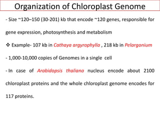 Chloroplast Transformation by Dr Swaati Sharma.pptx
