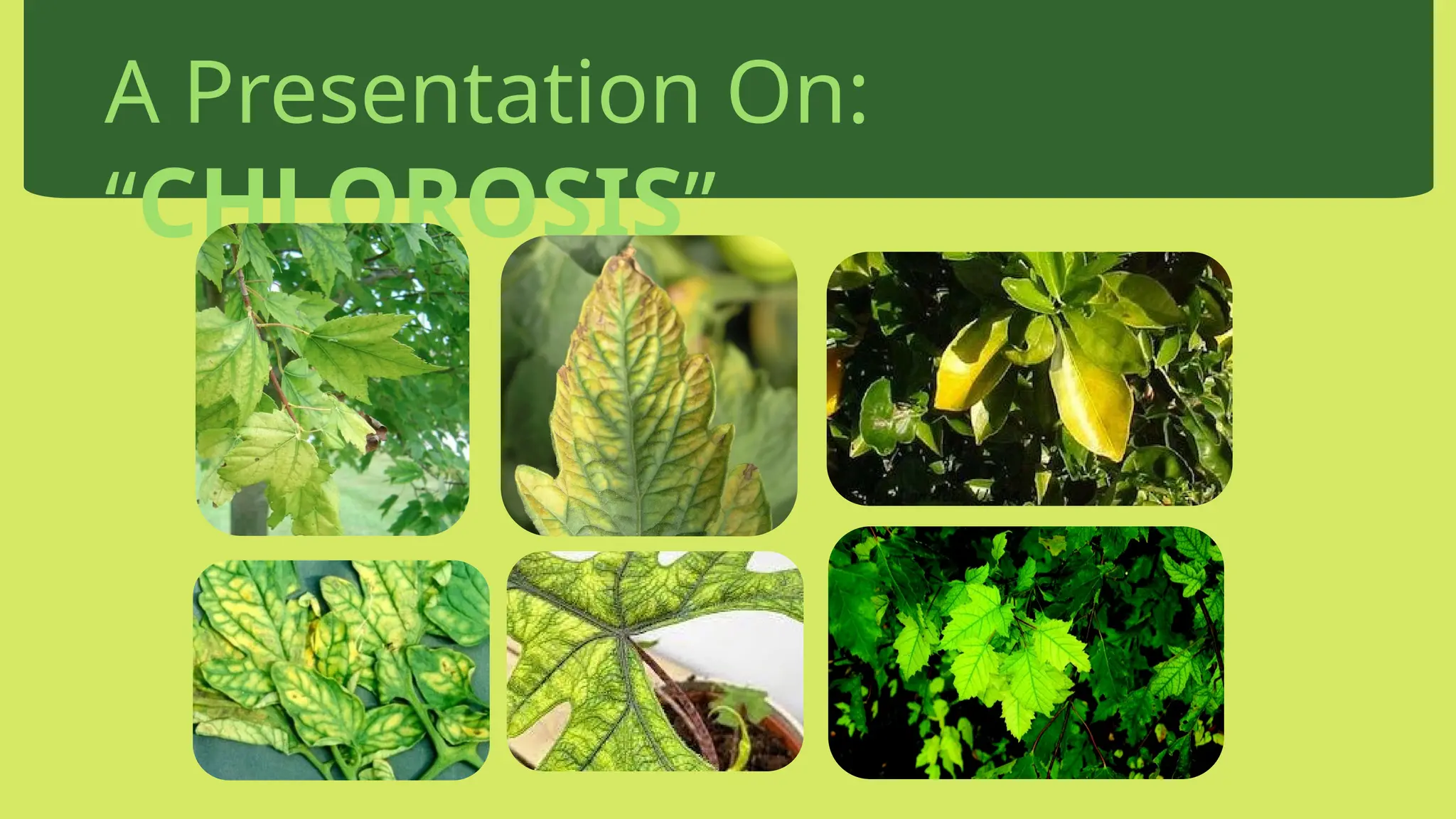 Presentation on Plant Disease Chlorosis.pptx