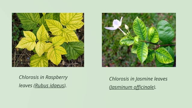 Presentation on Plant Disease Chlorosis.pptx