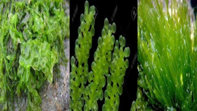 Chlrophyta by sohail riaz hashmi | PPTX