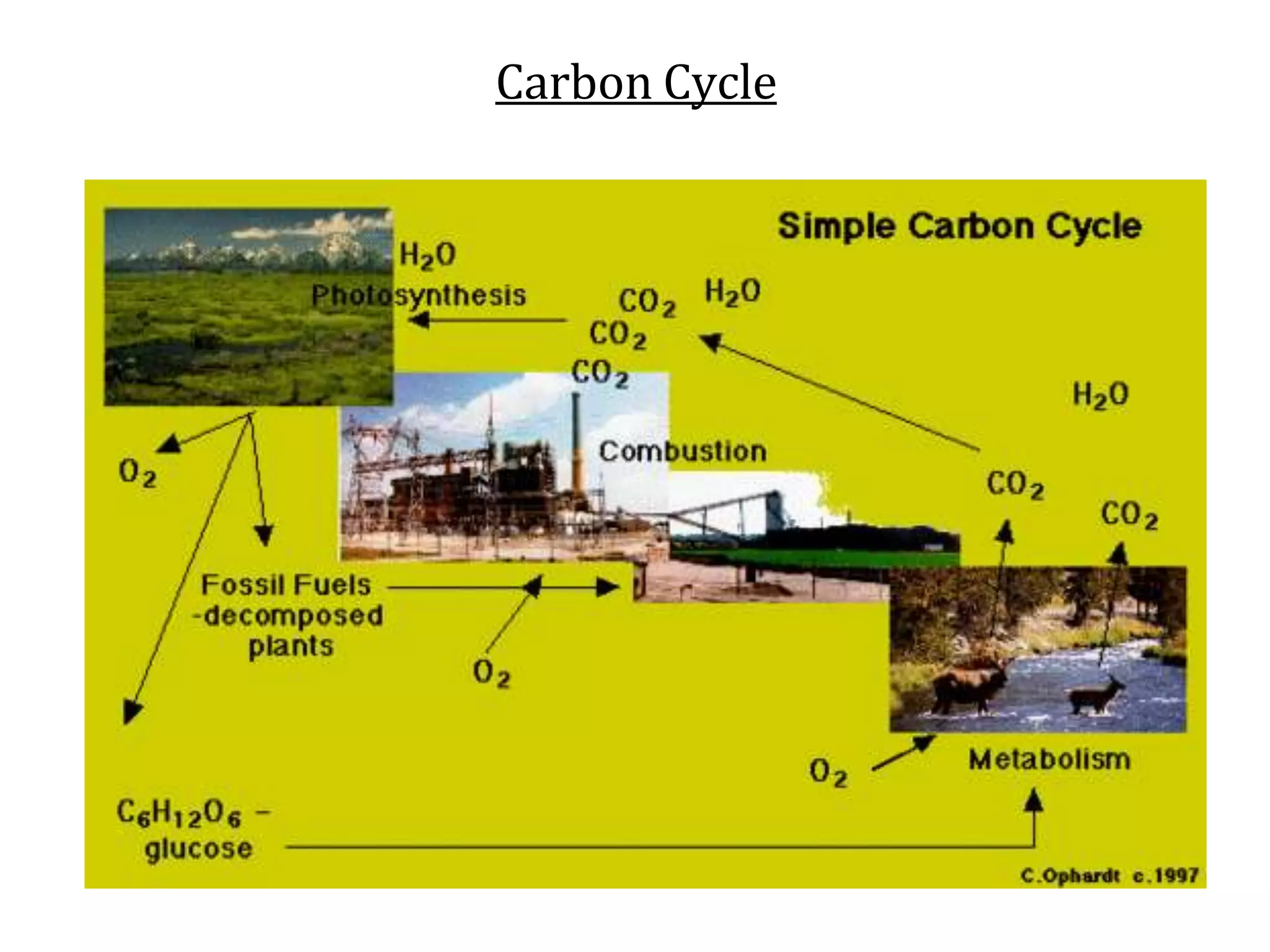 CHM 1206 Carbon Cycle.ppt
