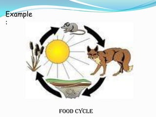 CHMSC Lab. School Science 6 - Food Cycle | PPTX