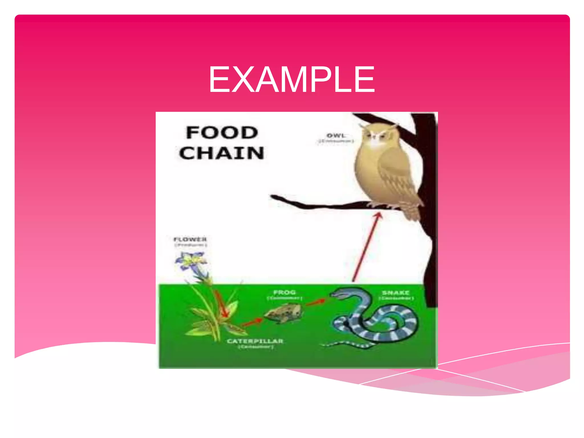 Chmsc lab. school science 6 food chain | PPTX