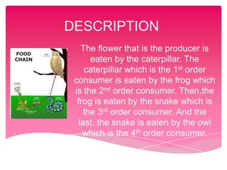 Chmsc lab. school science 6 food chain | PPTX