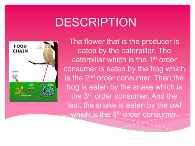 Chmsc lab. school science 6 food chain | PPT