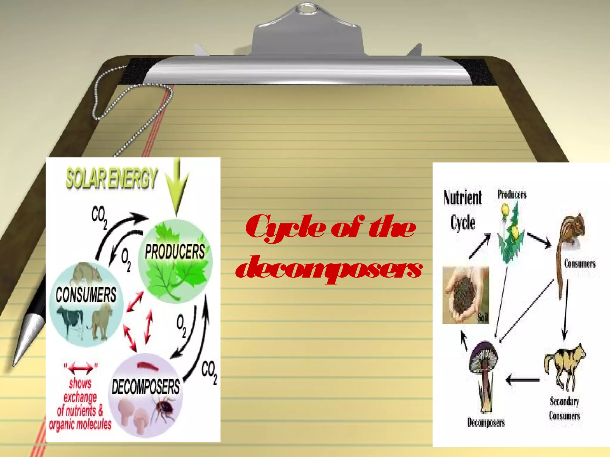 Chmsc lab. school science 6(decomposer) | PPT