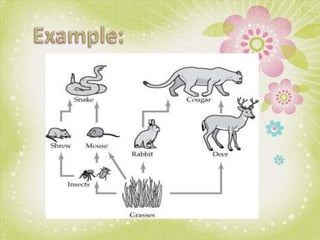 CHMSC Lab. School - Food Web | PPTX
