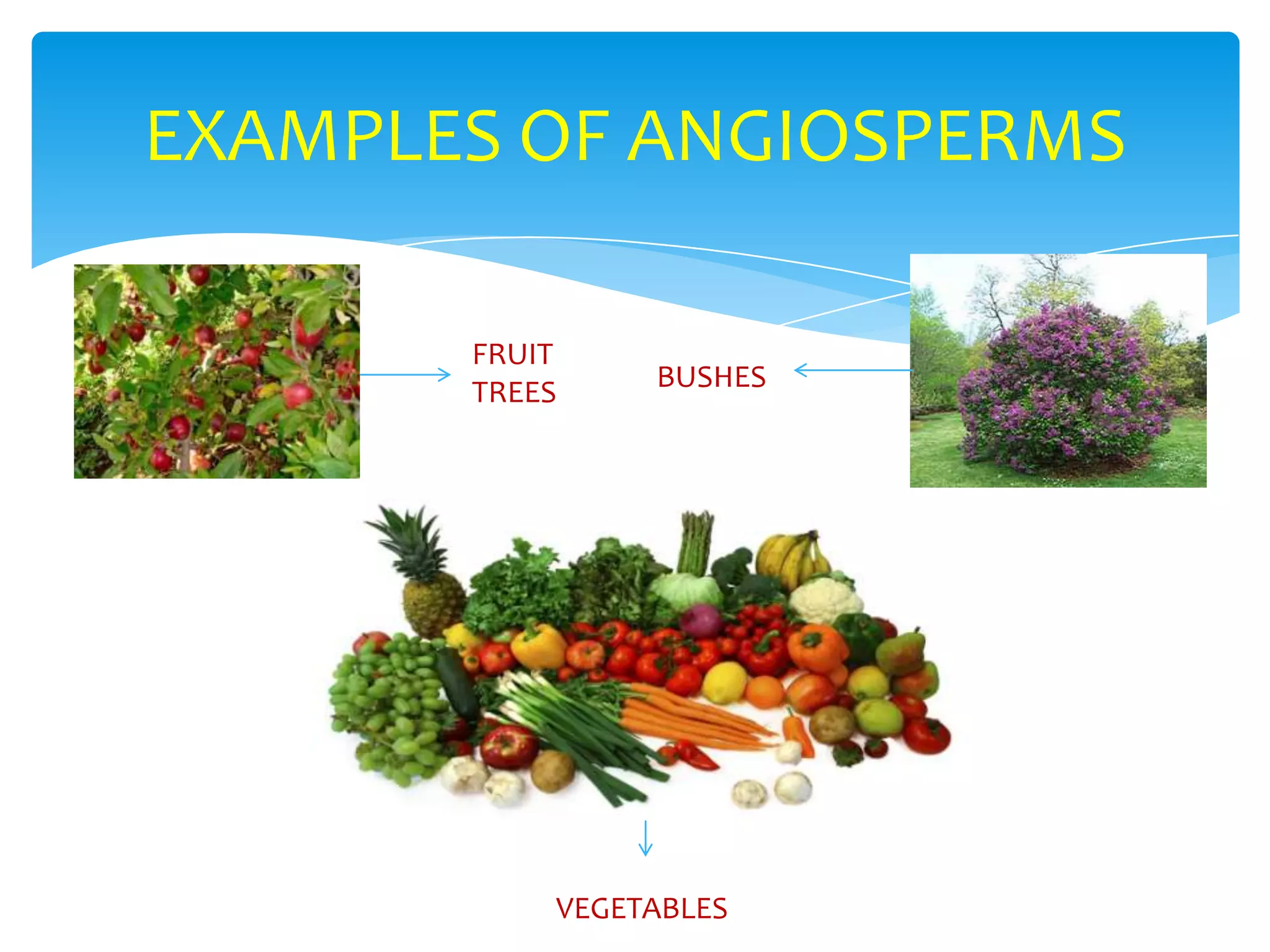Chmsc lab school science project classification of plants | PPTX