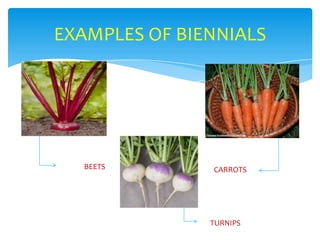 Chmsc lab school science project classification of plants | PPTX