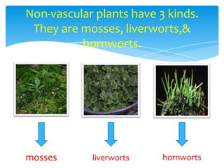 Chmsc lab school science project classification of plants | PPTX