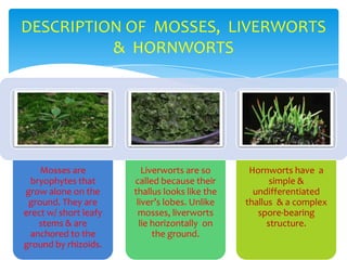 Chmsc lab school science project classification of plants | PPTX