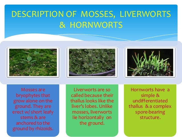 Chmsc lab school science project classification of plants