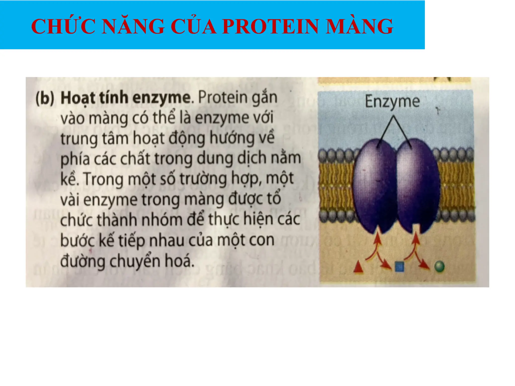 Chương 2. Cấu trúc của tế bào.dddddddddddd | PPTX