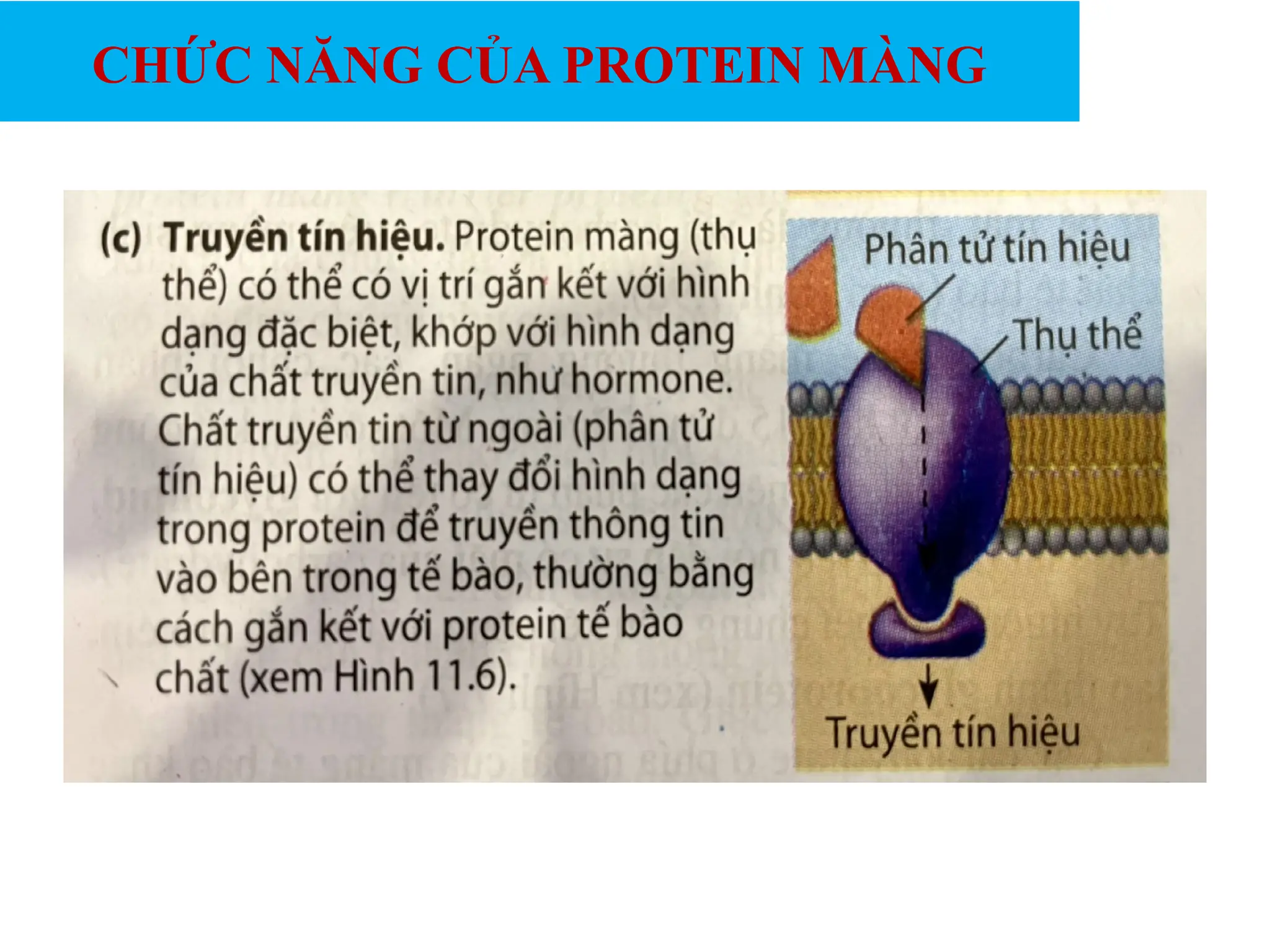 Chương 2. Cấu trúc của tế bào.dddddddddddd | PPTX
