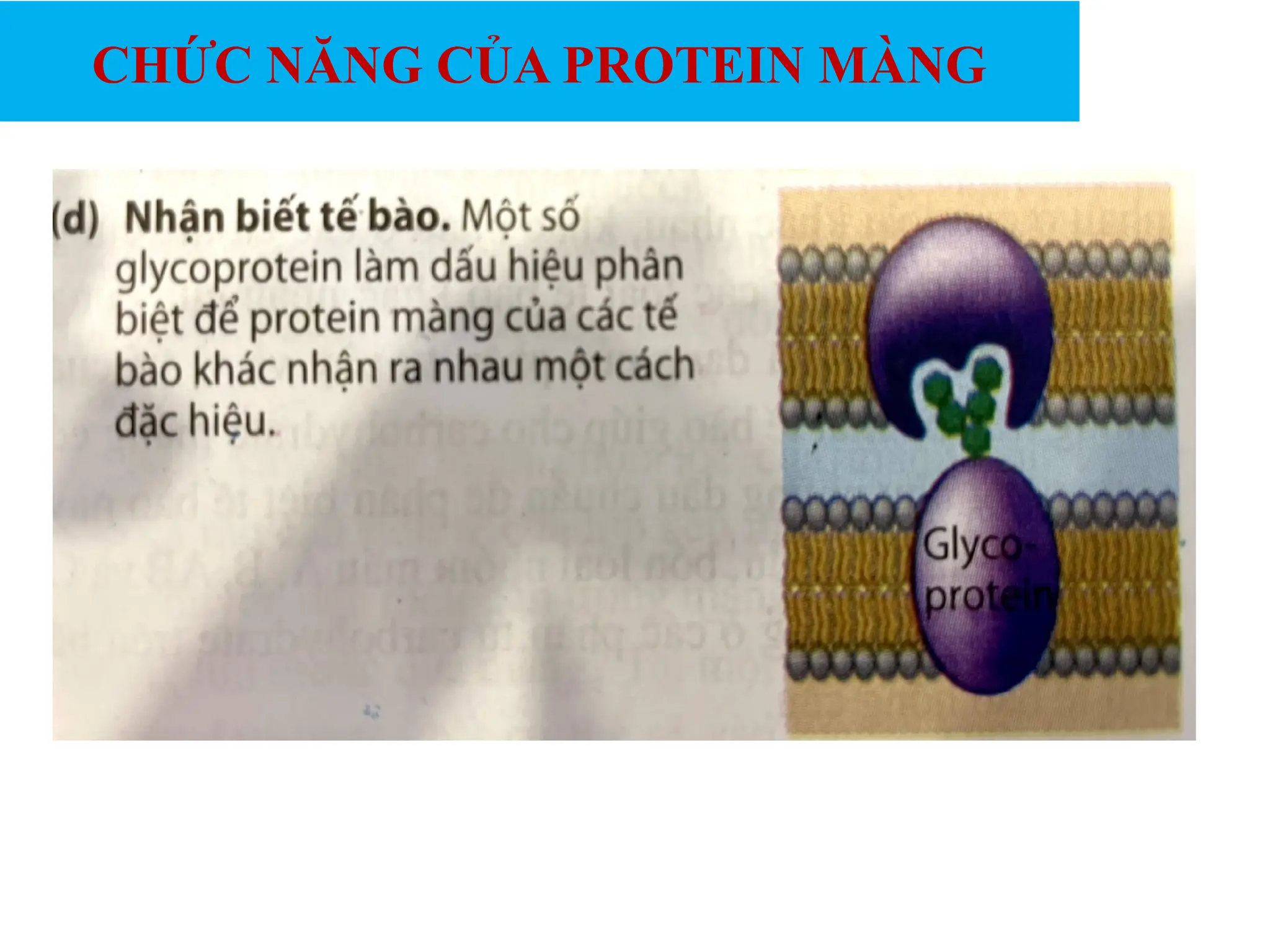 Chương 2. Cấu trúc của tế bào.dddddddddddd | PPTX