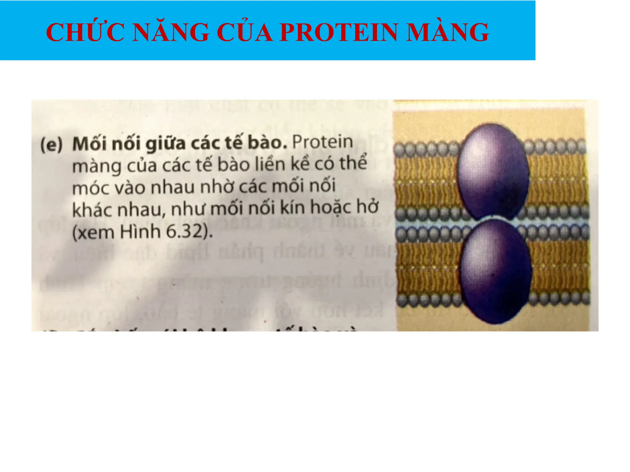 Chương 2. Cấu trúc của tế bào.dddddddddddd | PPTX