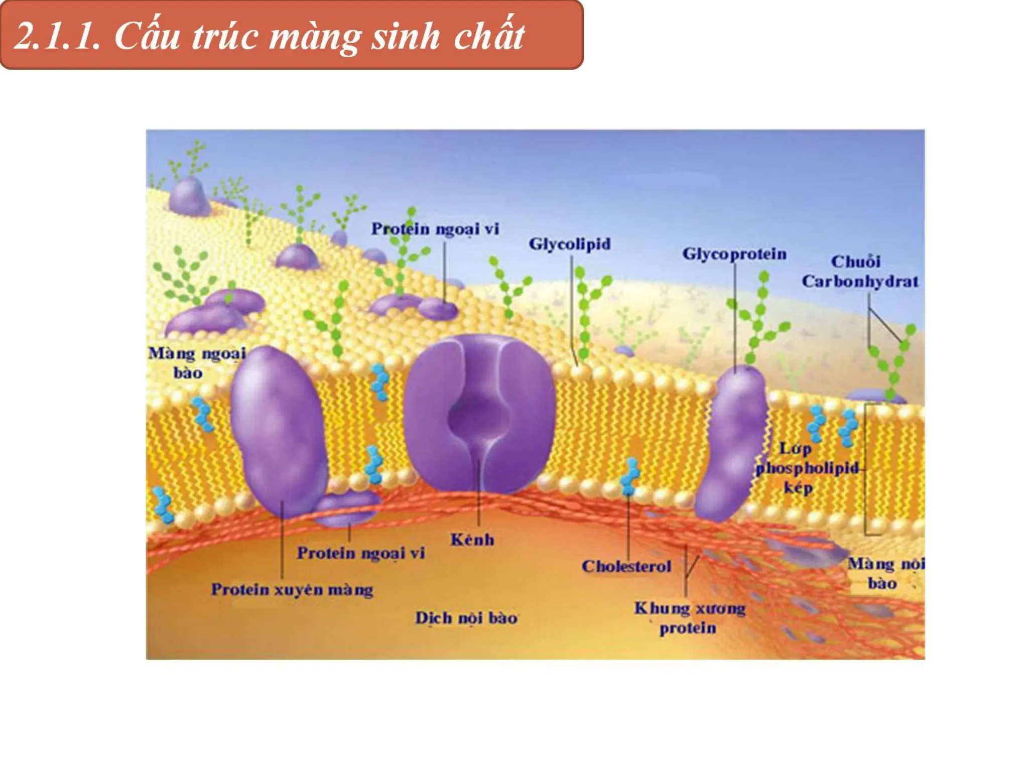Chương 2. Cấu trúc của tế bào.dddddddddddd | PPTX
