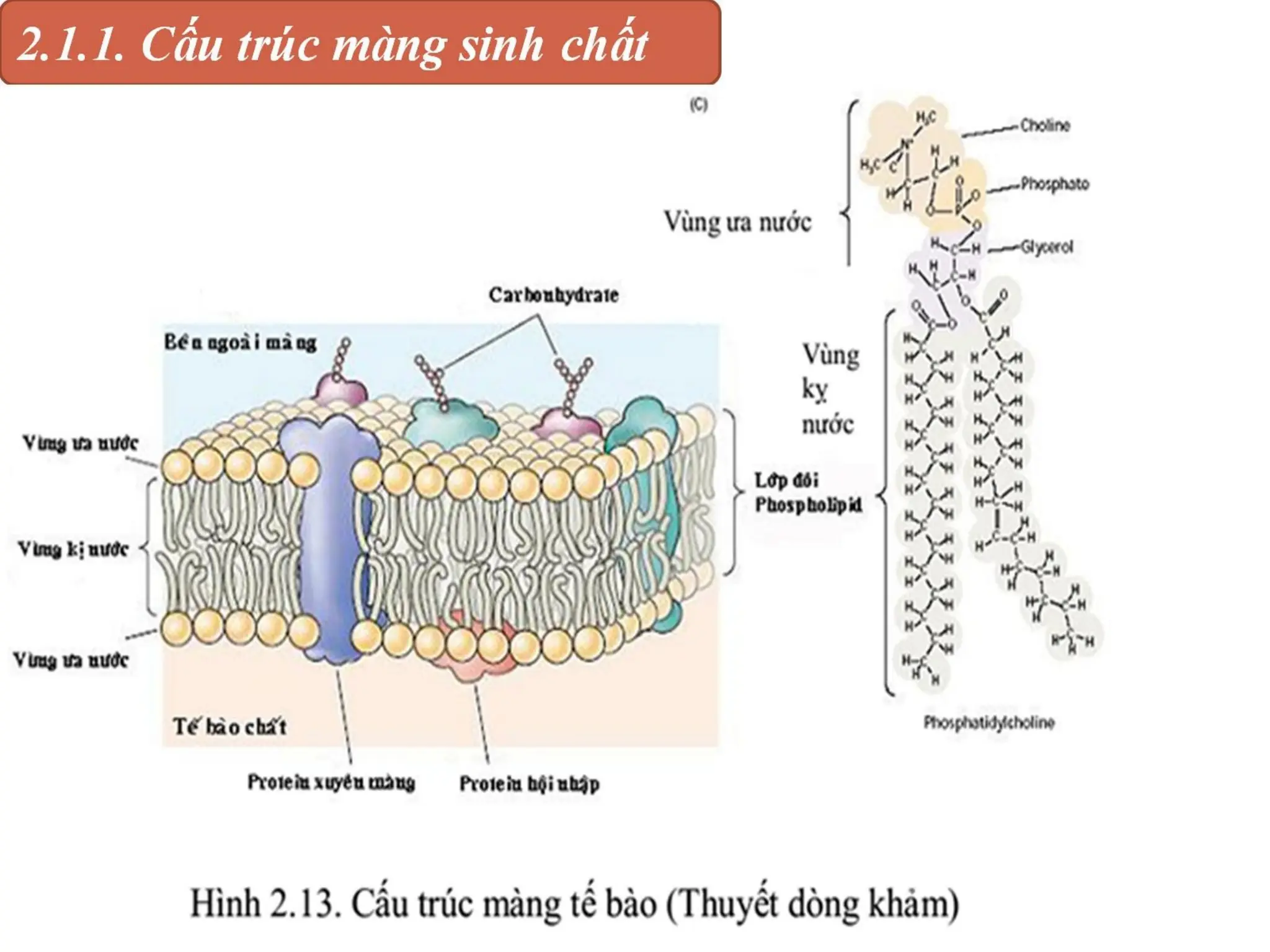 Chương 2. Cấu trúc của tế bào.dddddddddddd | PPTX