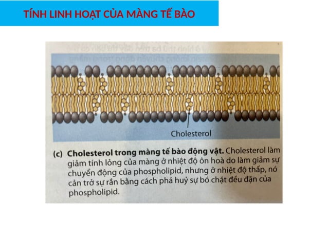 Chương 2. Cấu trúc của tế bào.dddddddddddd | PPTX