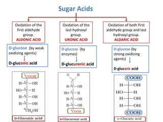 Carbohydrates biochemistry part one..pdf