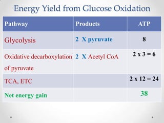 Carbohydrate Metabolism - Biochemistry | PPTX