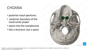 CHOANAL ATRESIA IN RELATION TO METHIMAZOLE USE | PPT