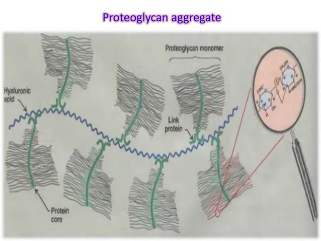Heteropolysaccharides | PPTX | Chemistry | Science