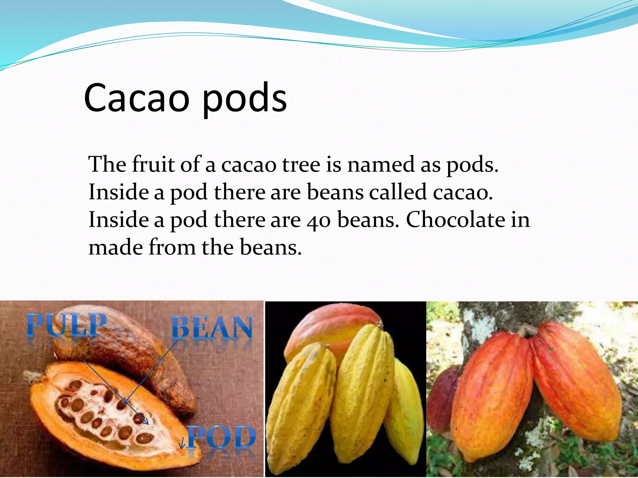 Chocolate & cocoa | PPTX