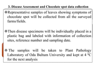 Chocolate spot.pptx