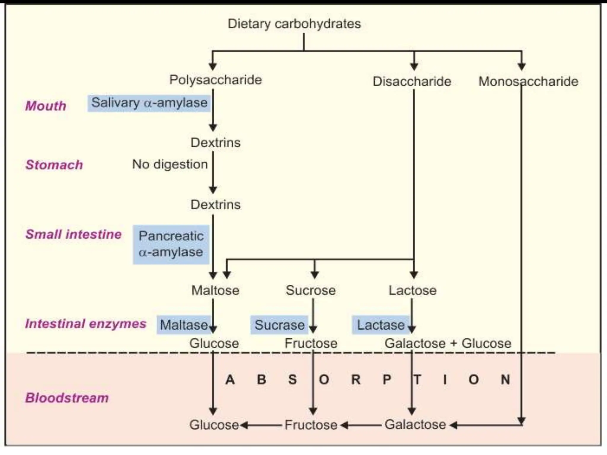 CHO Digestion.pptx assignment for first year | PPTX