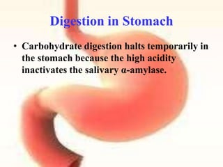 CHO Digestion.pptx assignment for first year | PPTX