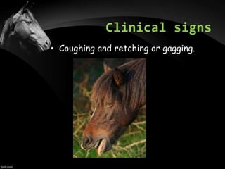 Choke in horse | PPTX