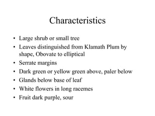 Chokecherry | PPT