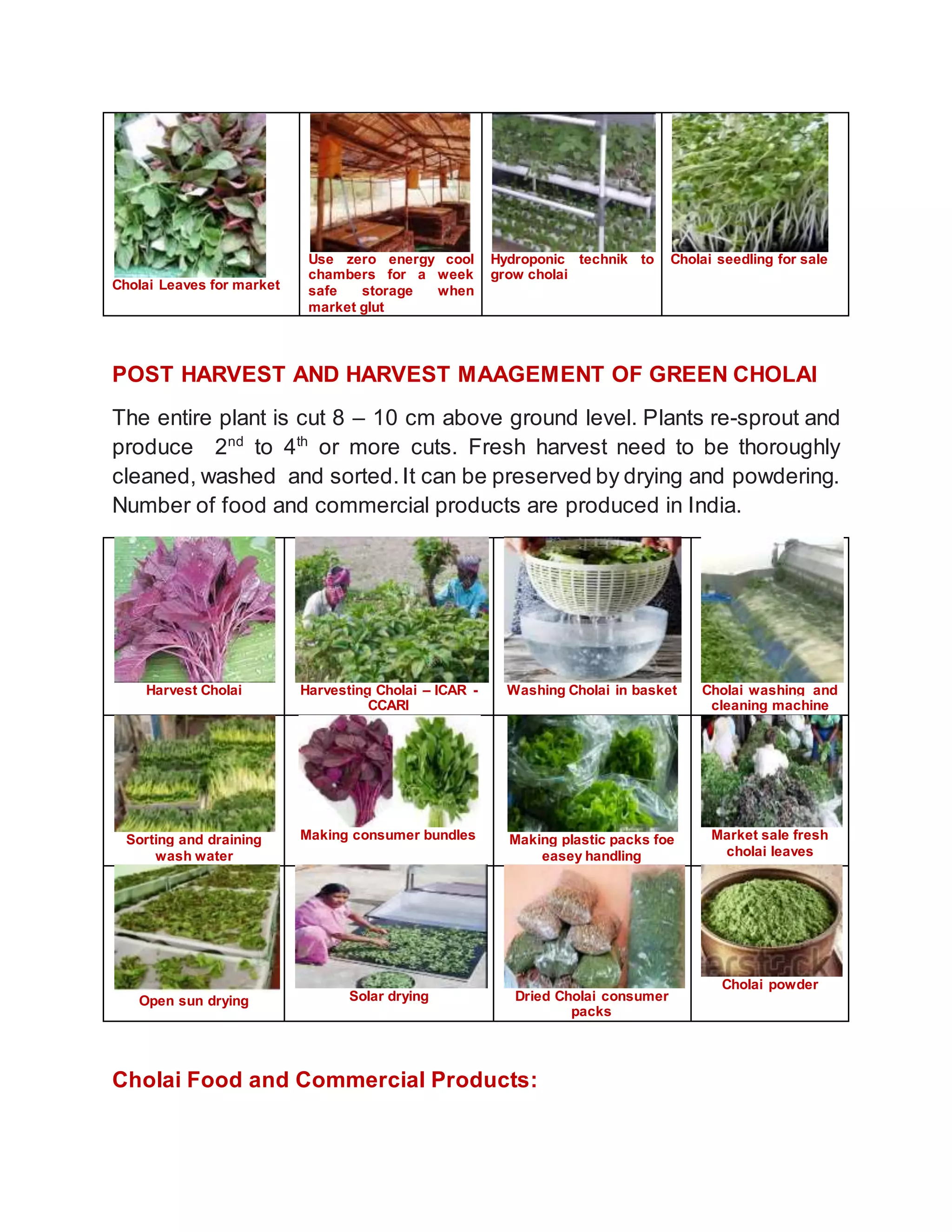 CHOLAI (AMARANTHUS tricolour L) - A NUTRIENT POWER HOUSE – PRODUCTION ...
