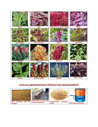 CHOLAI (AMARANTHUS tricolour L) - A NUTRIENT POWER HOUSE – PRODUCTION ...