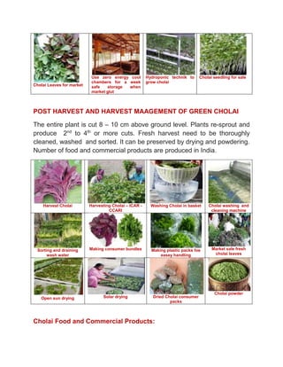 CHOLAI (AMARANTHUS tricolour L) - A NUTRIENT POWER HOUSE – PRODUCTION ...