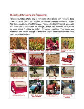 CHOLAI (AMARANTHUS tricolour L) - A NUTRIENT POWER HOUSE – PRODUCTION ...
