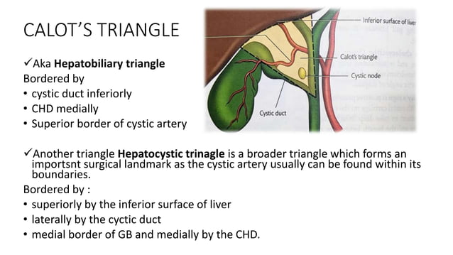 CHOLECYSTECTOMY - ANATOMY, TYPES, SURGICAL STEPS, ERRORS ...