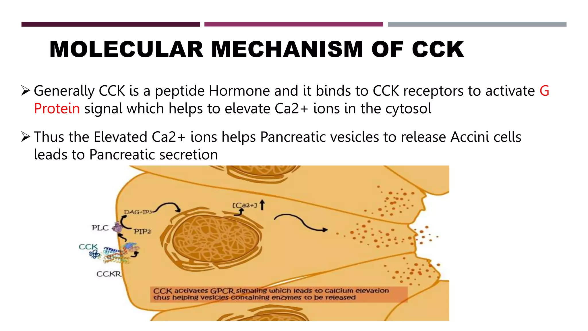 cholecystokinin ppt.pptx