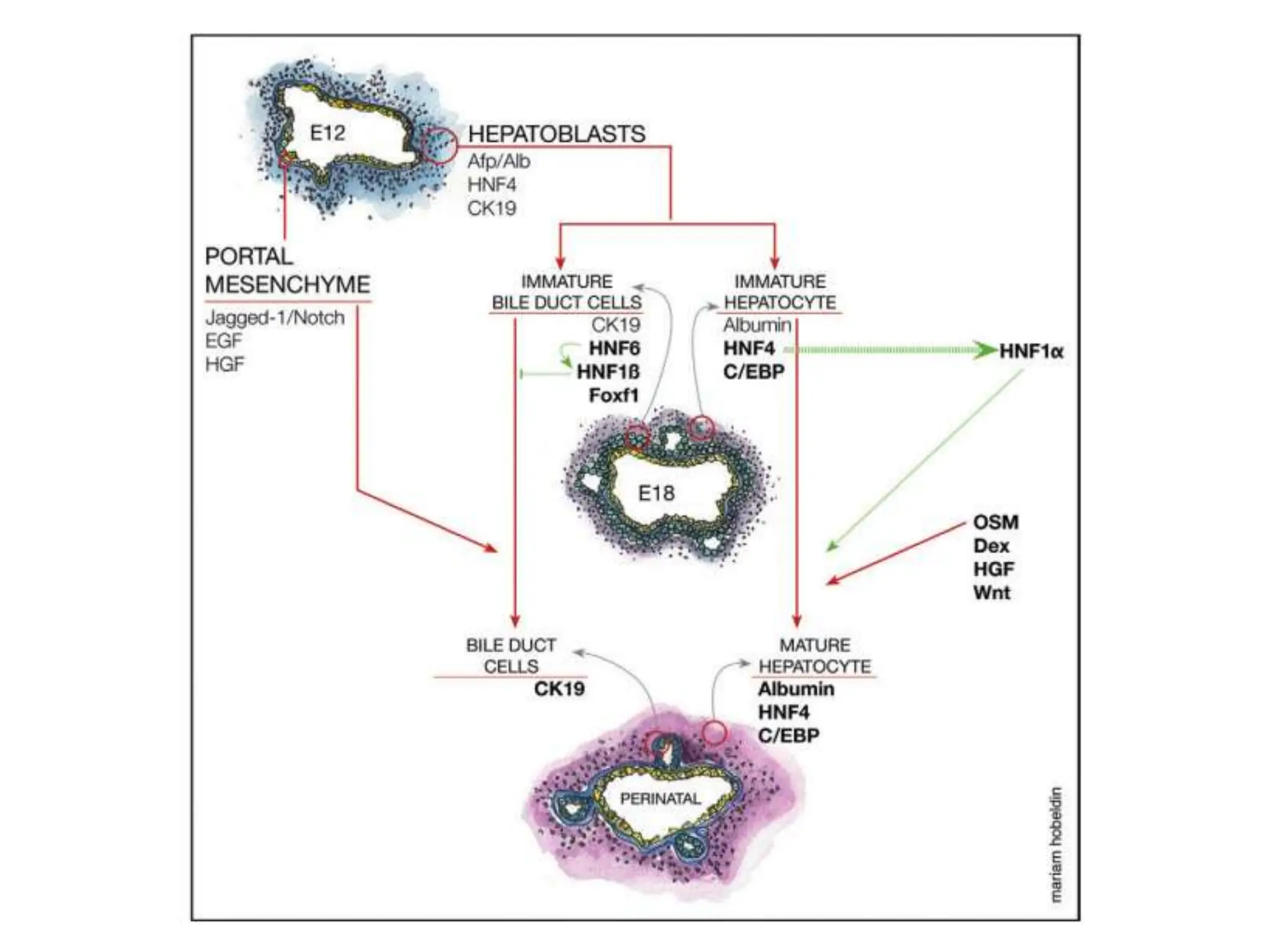 Endocopic, open and laparoscopic management of common bile duct stones.pptx