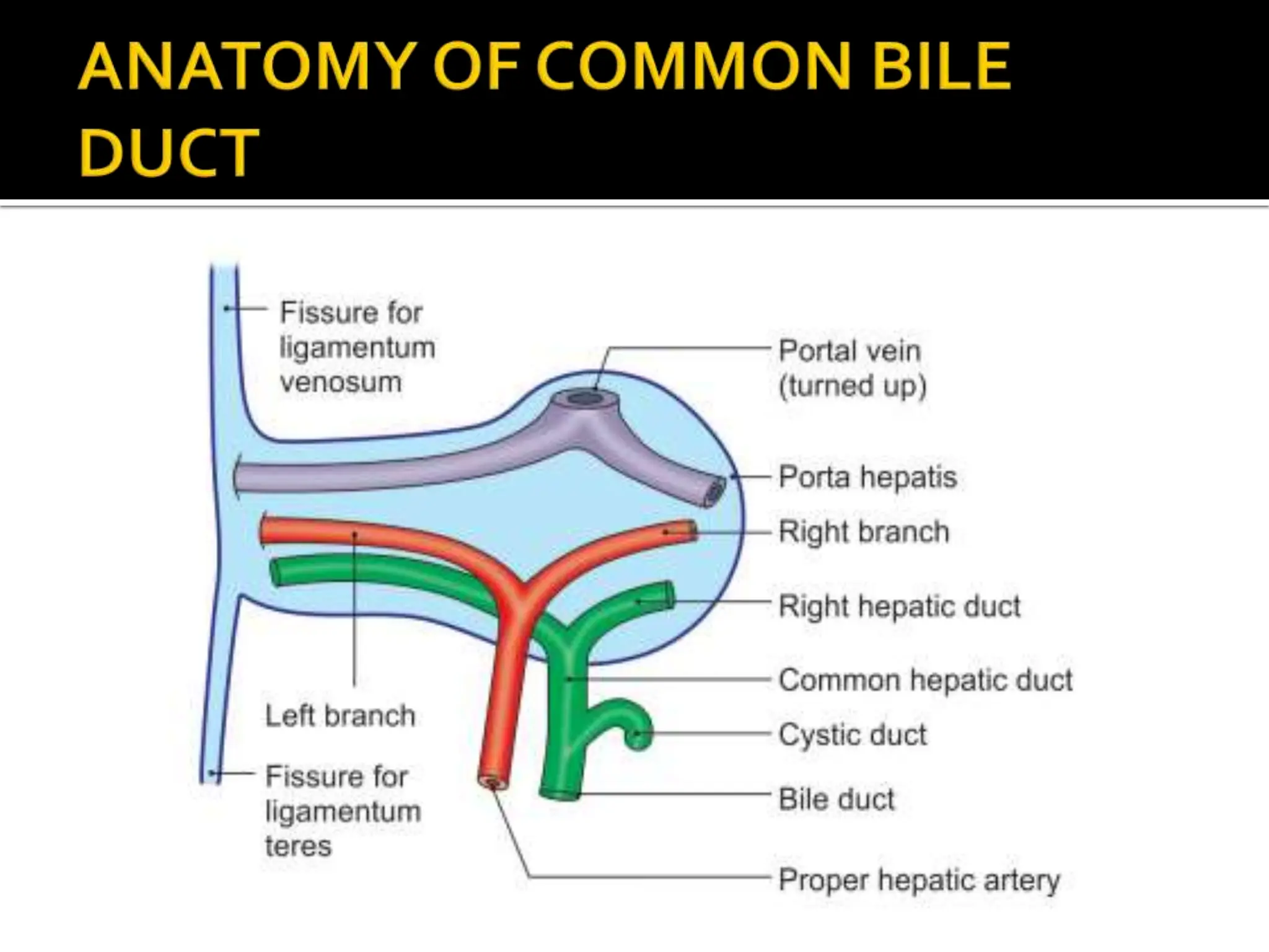 Endocopic, open and laparoscopic management of common bile duct stones.pptx