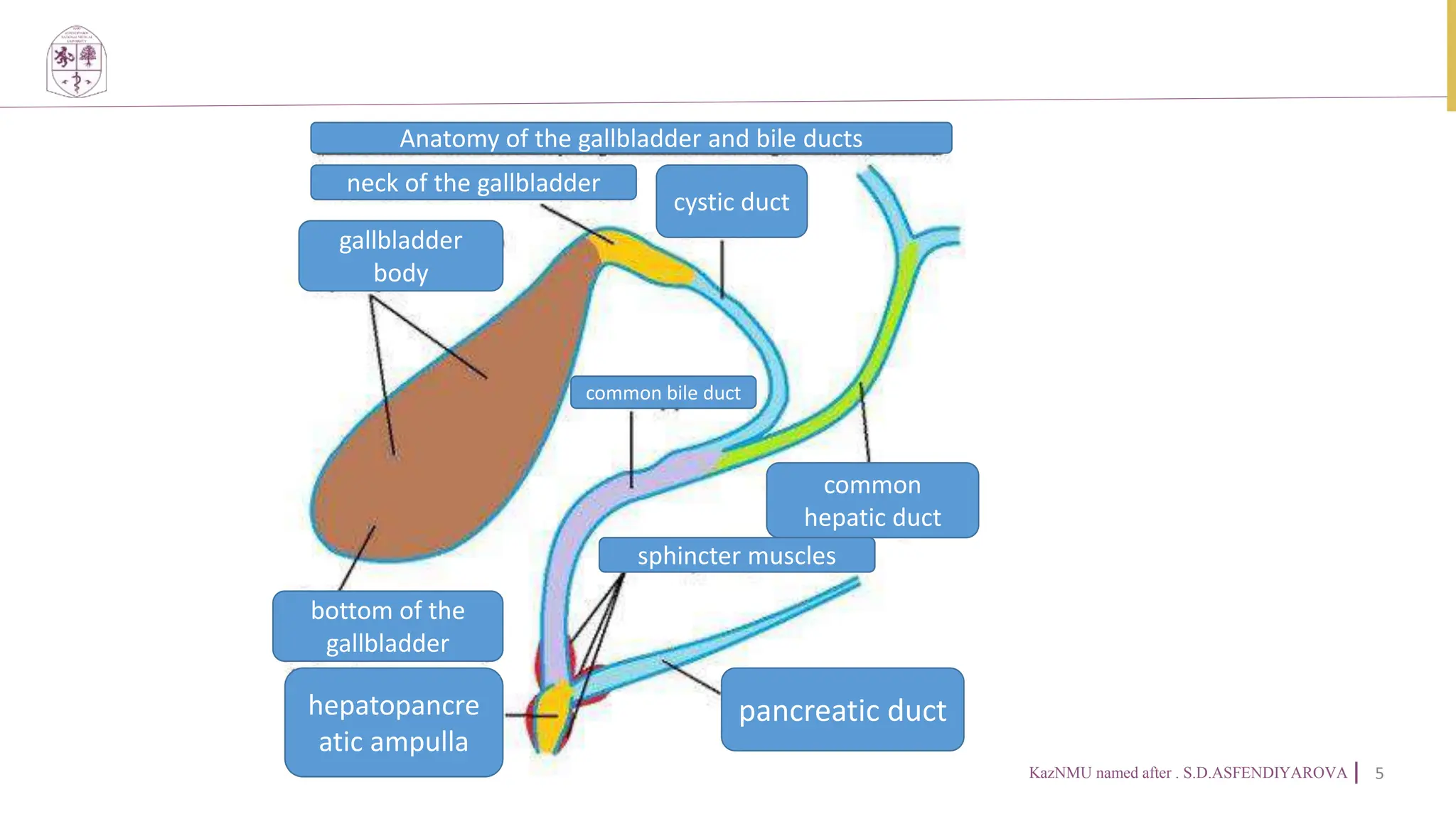 Cholelithiasis full description radiology | PPTX