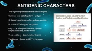 Vibrio cholera disease presentation slide | PPTX
