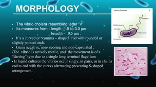 Vibrio cholera disease presentation slide | PPT