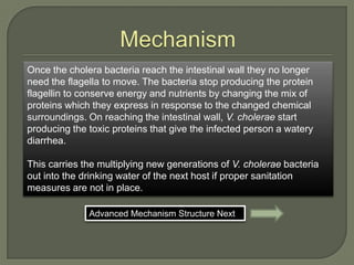 Cholera | PPTX | Infectious Diseases | Diseases and Conditions