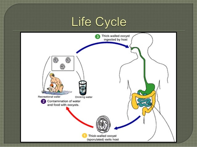 Vibrio Cholerae Life Cycle
