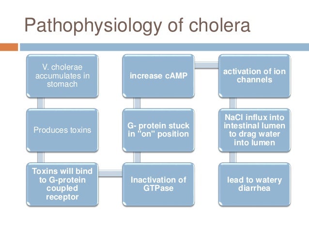 Cholera 121224075437-phpapp01